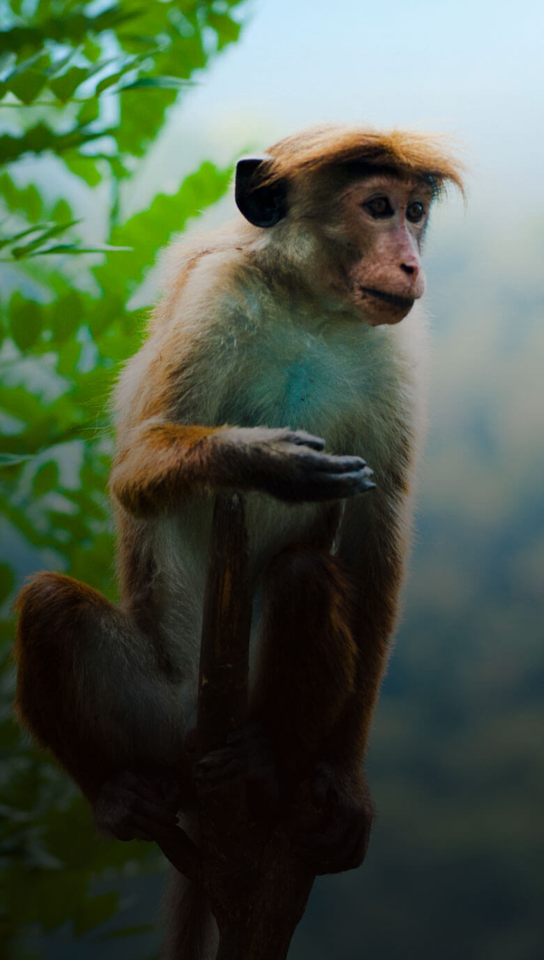 Complete Responsive zoo website