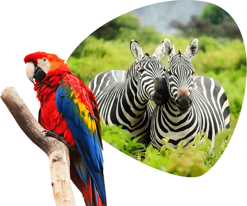 Complete Responsive zoo website